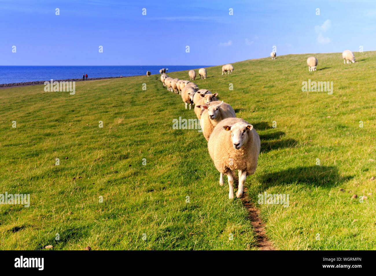 Animals walking in line hi-res stock photography and images - Alamy