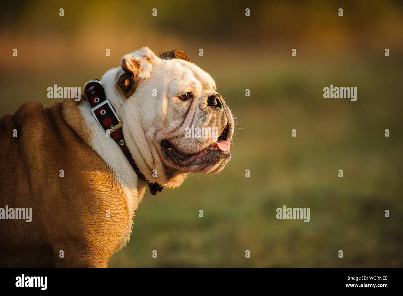 English bulldog profile hi-res stock photography and images - Alamy