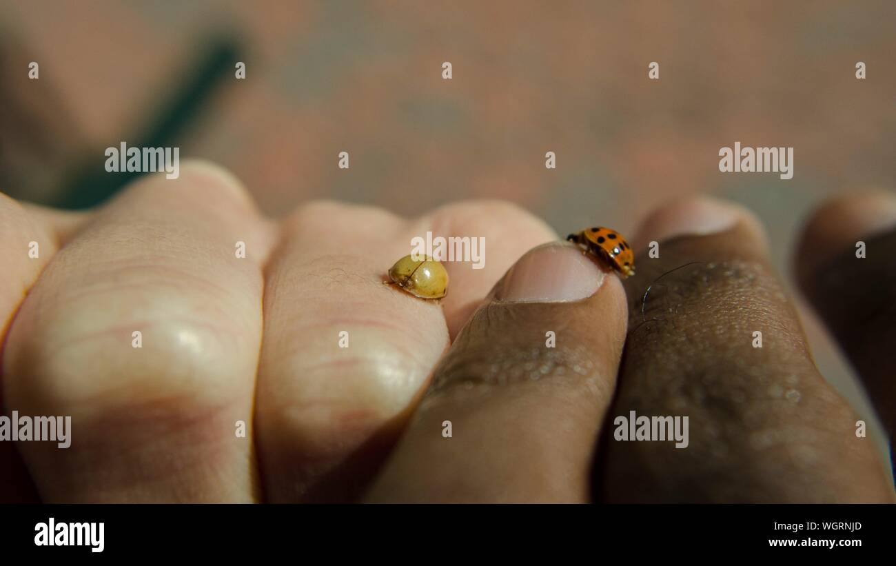 Real bugs hi-res stock photography and images - Alamy