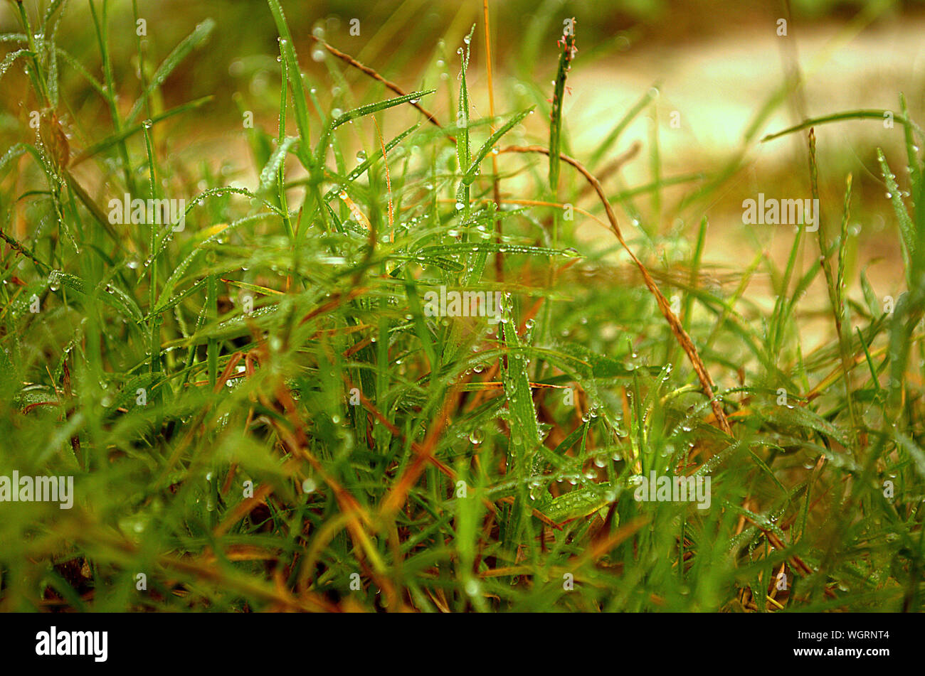 Grasses foreground water hi-res stock photography and images - Alamy