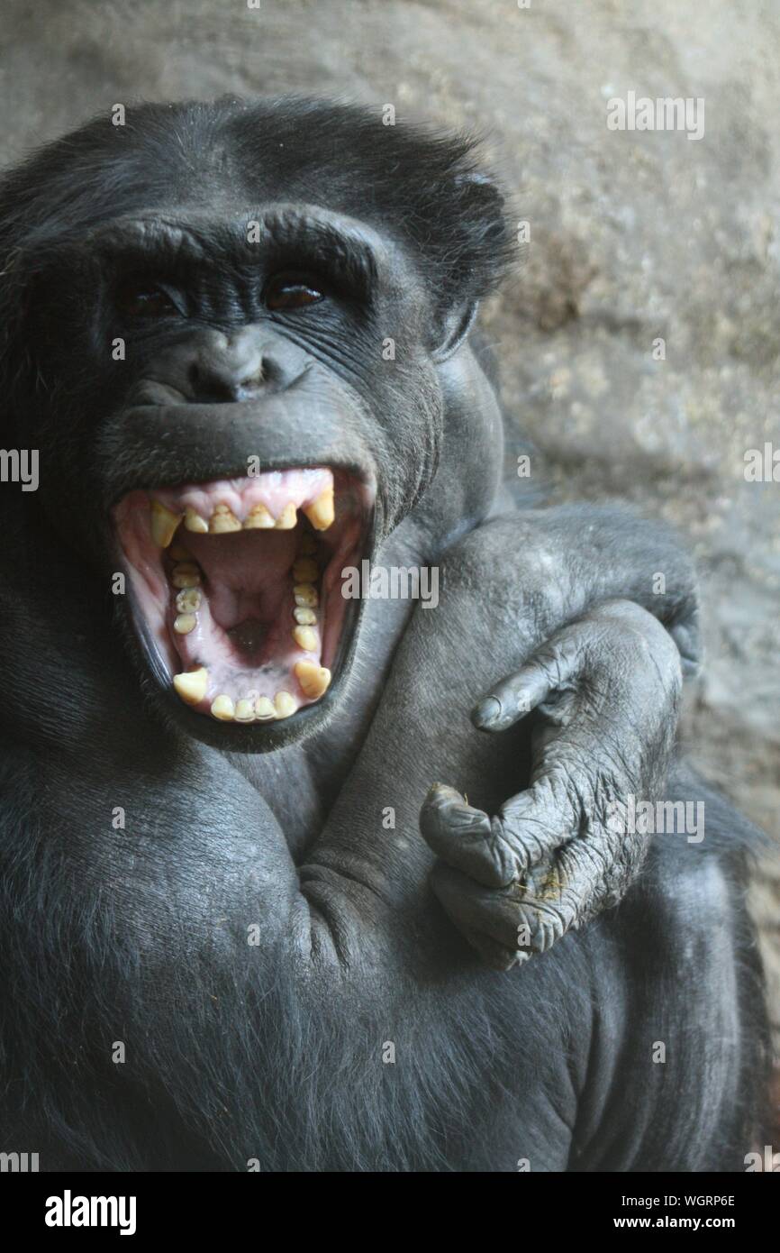 Chimpanzee teeth hi-res stock photography and images - Alamy