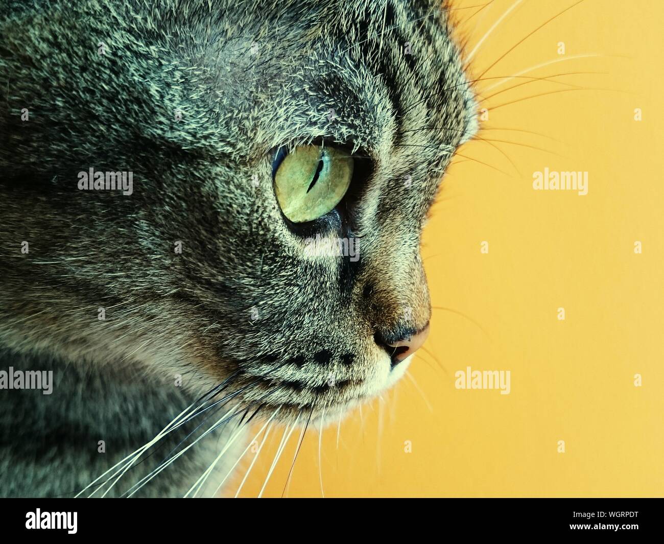Tabby Cat Side View High Resolution Stock Photography and Images - Alamy