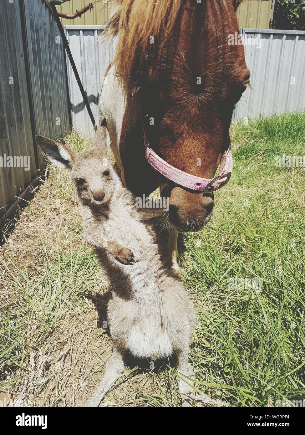 Hare mane hi-res stock photography and images - Alamy