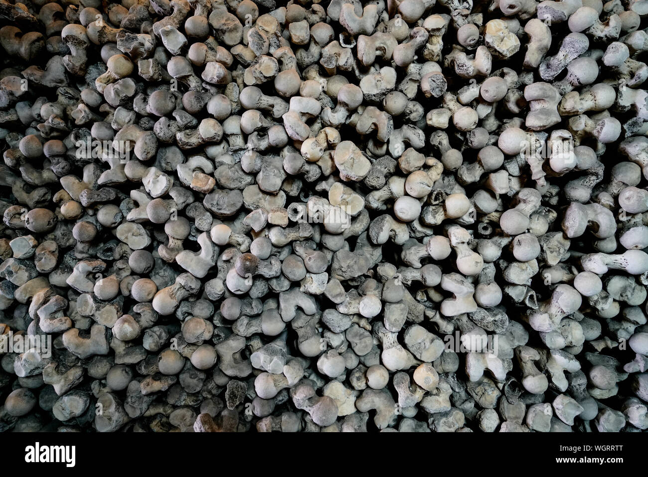 Stack of bones hi-res stock photography and images - Alamy