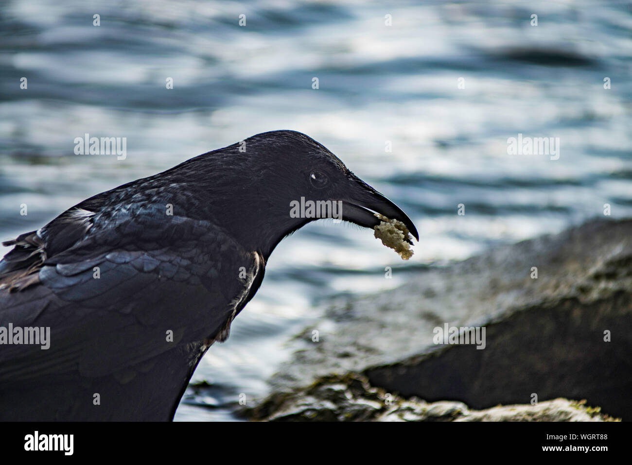 Crow eating hi-res stock photography and images - Alamy