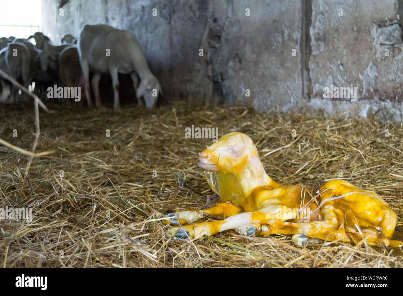 Newborn goat hi-res stock photography and images - Alamy
