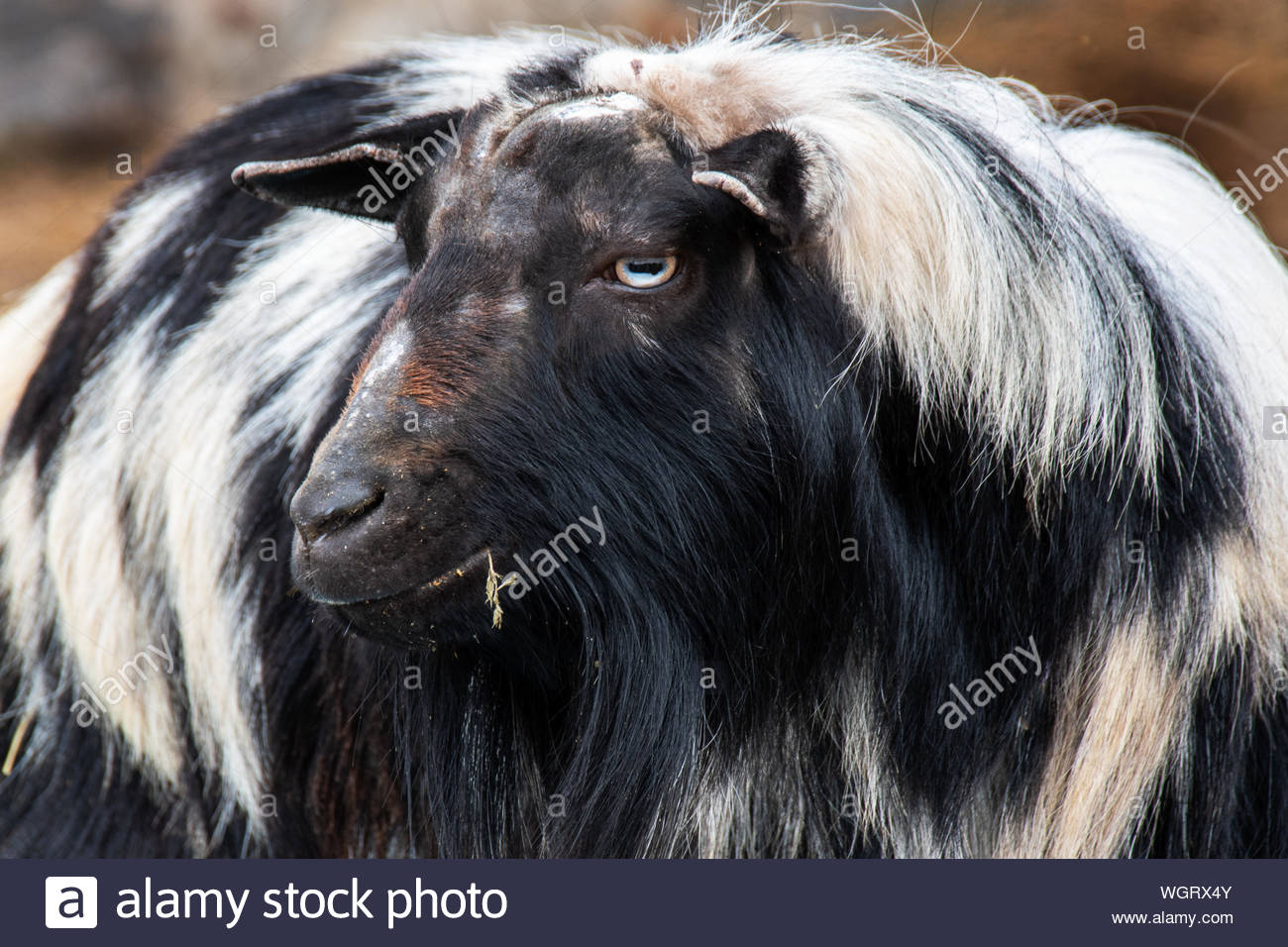 Goat Ears Stock Photos & Goat Ears Stock Images - Alamy