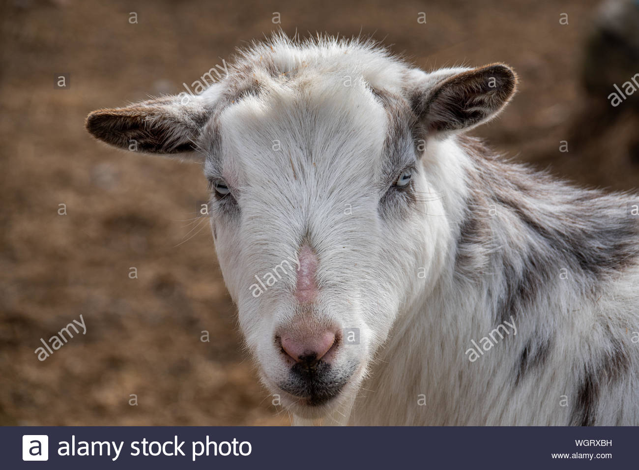 Goat Ears Stock Photos & Goat Ears Stock Images - Alamy