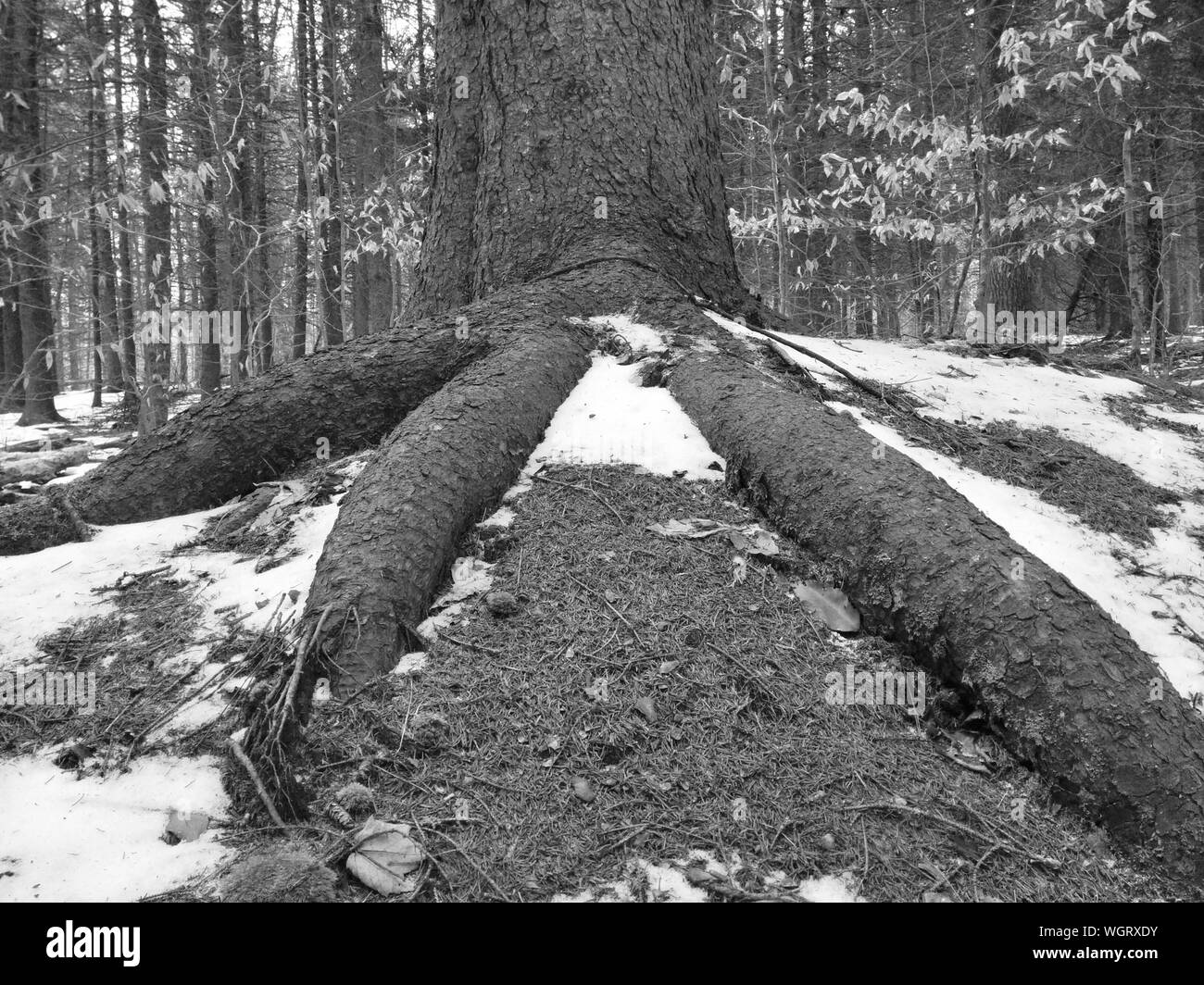 Tree Trunk Black and White Stock Photos & Images - Alamy