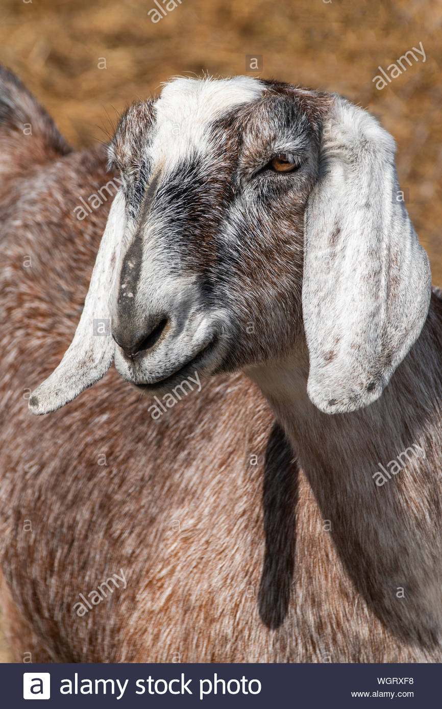 Goat Ears Stock Photos & Goat Ears Stock Images - Alamy
