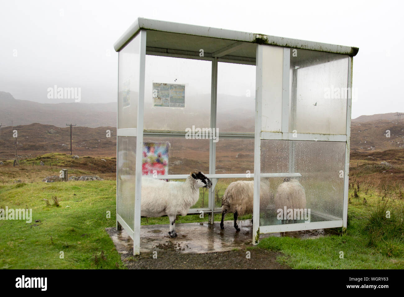 Sheep taking shelter hi-res stock photography and images - Alamy
