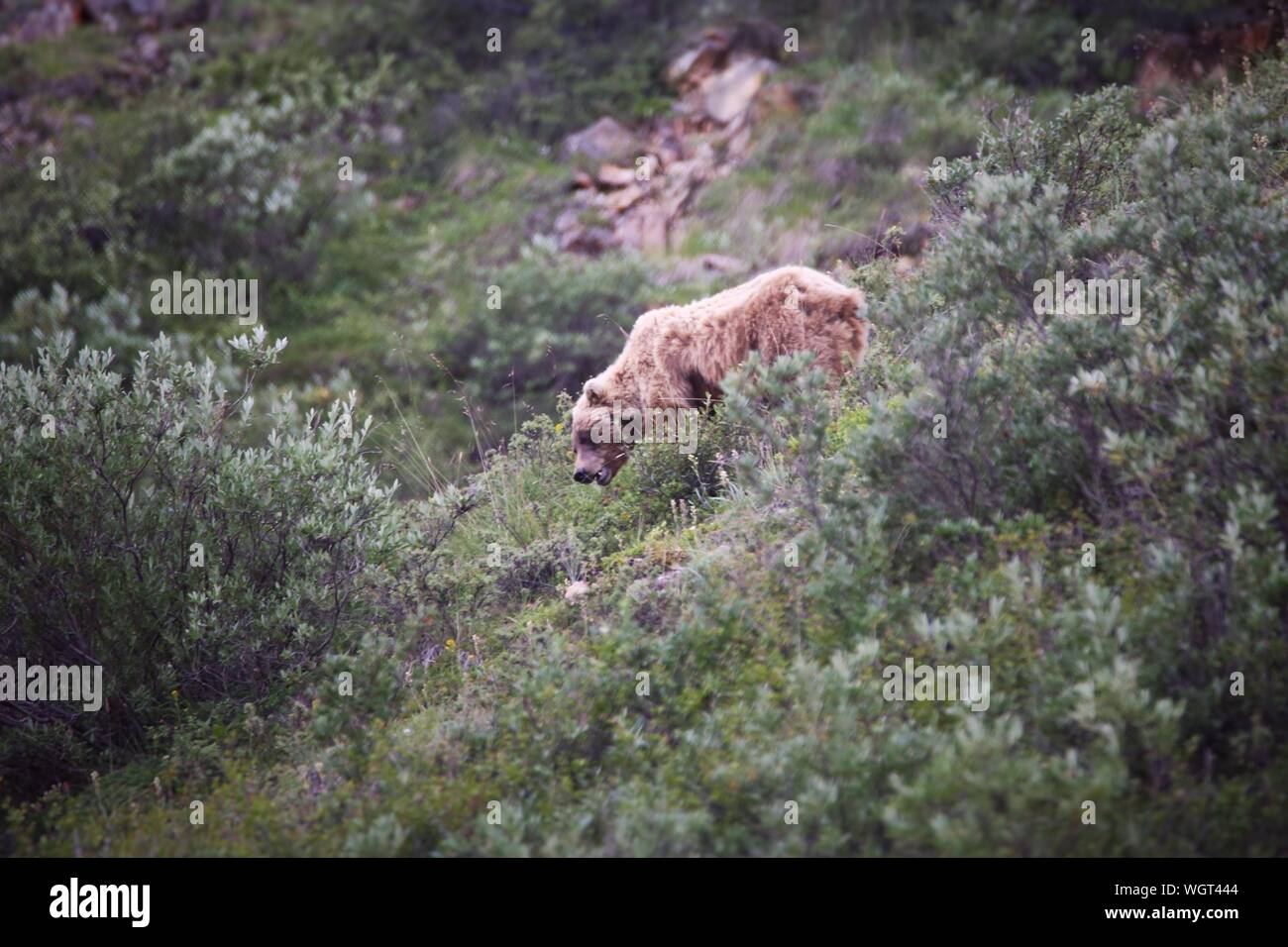 Bear on hill hi-res stock photography and images - Alamy