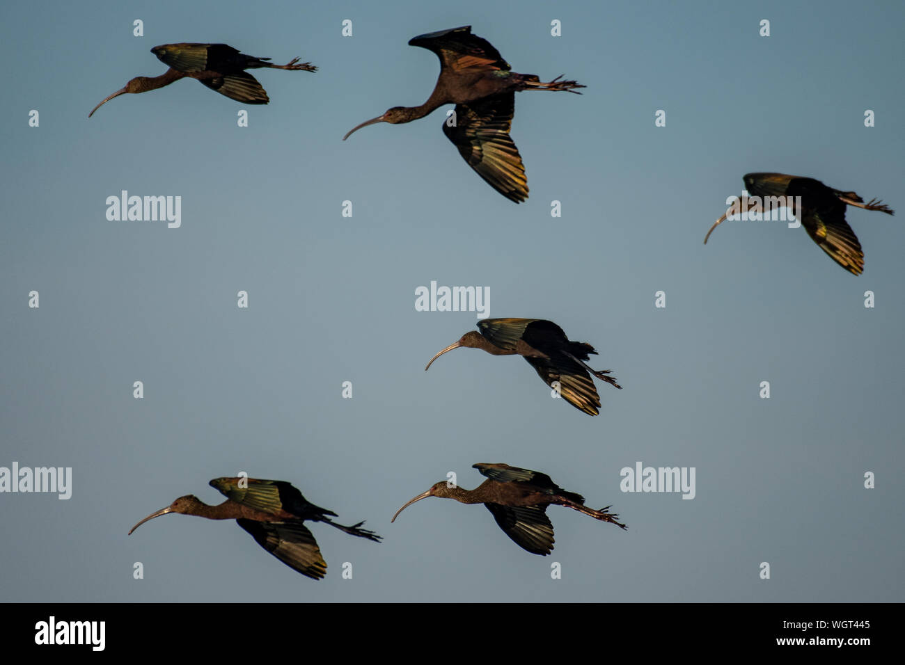 White faced ibis in flight hi-res stock photography and images - Alamy