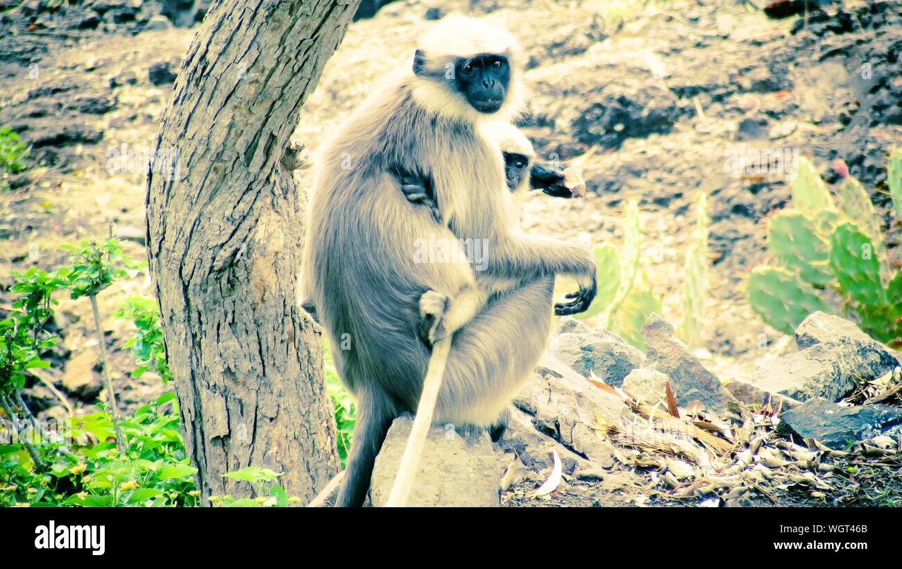 Young monkey portrait hi-res stock photography and images - Alamy