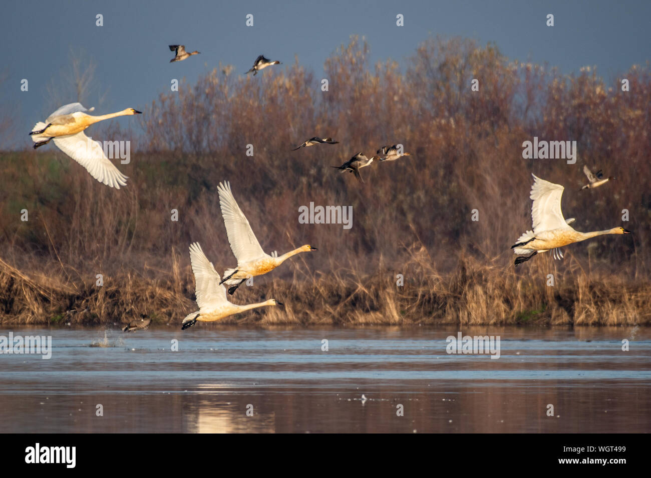 Swan Migration, California Stock Photo - Alamy