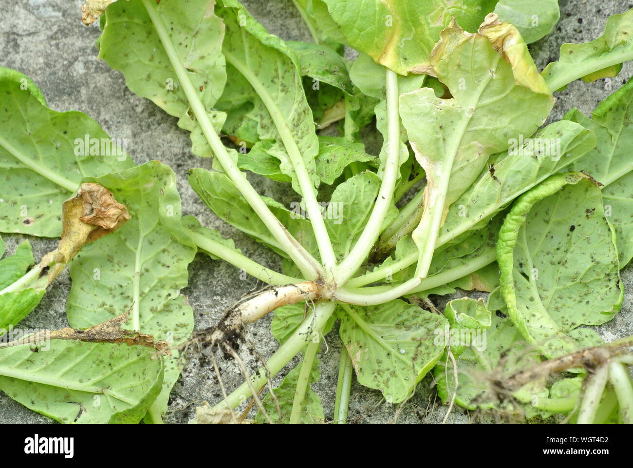 Radish leaves hi-res stock photography and images - Alamy