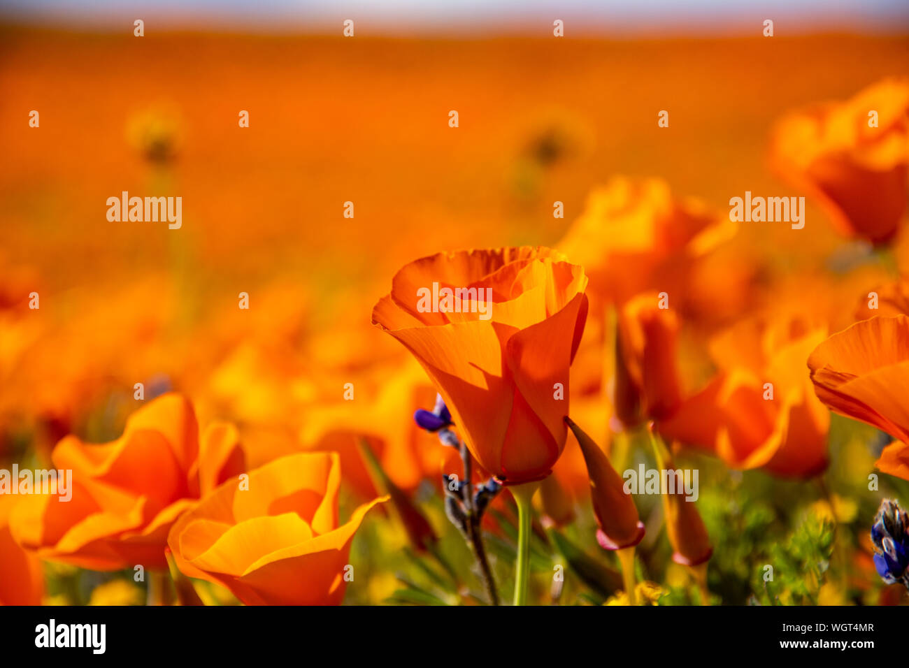 California Poppy Field Stock Photo - Alamy