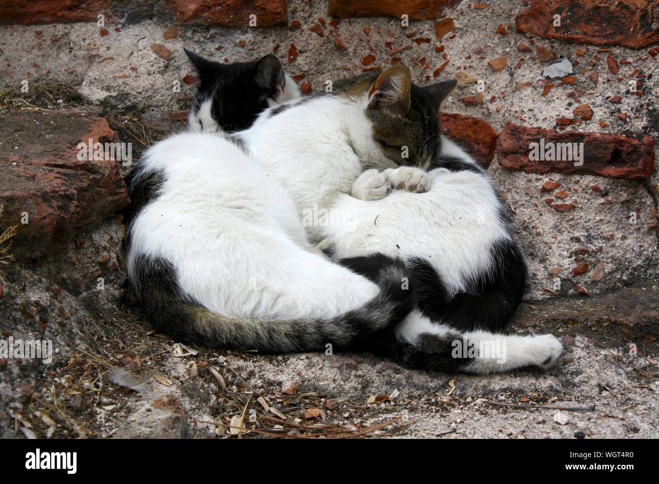 Two cats napping hi-res stock photography and images - Alamy