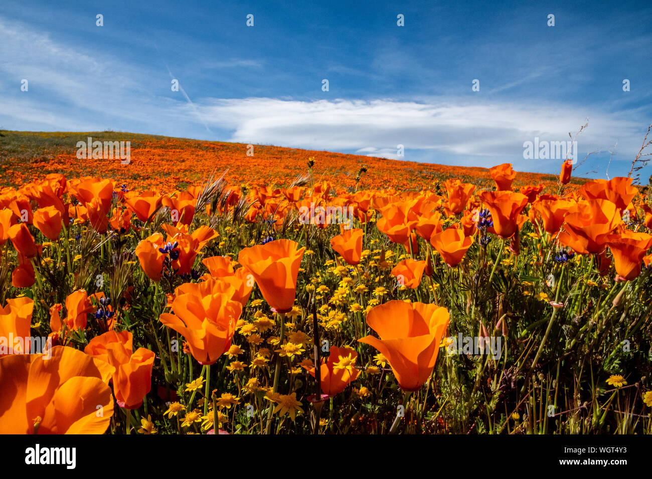 California Poppy Field Stock Photo - Alamy