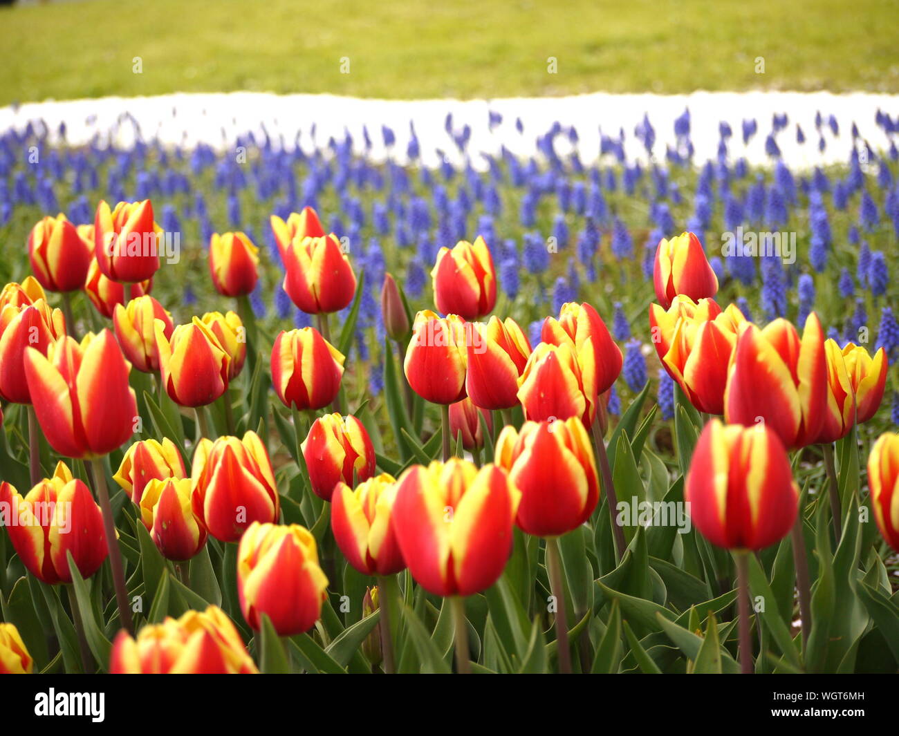 Tulips growing in grass hi-res stock photography and images - Alamy