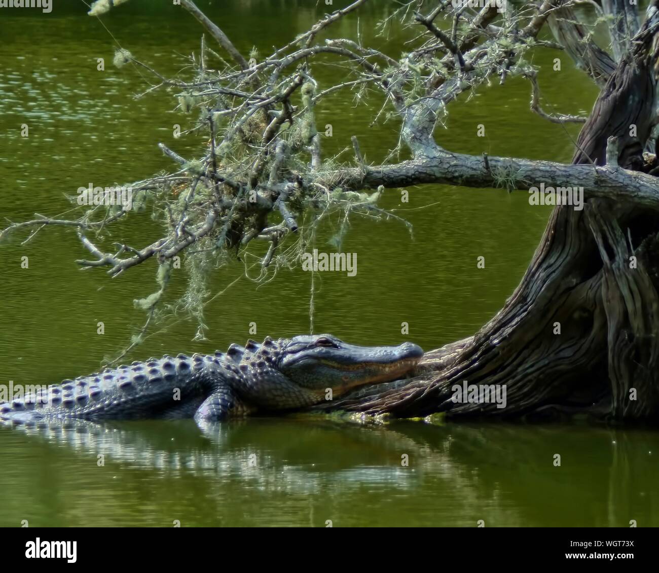 Alligator Pond High Resolution Stock Photography and Images - Alamy