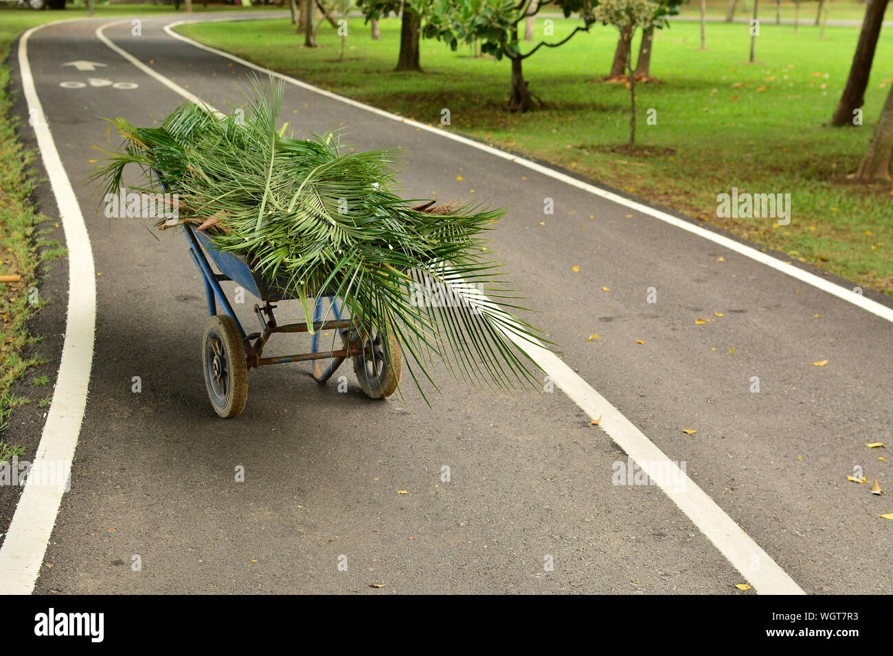 Tree wheelbarrow palm hi-res stock photography and images - Alamy