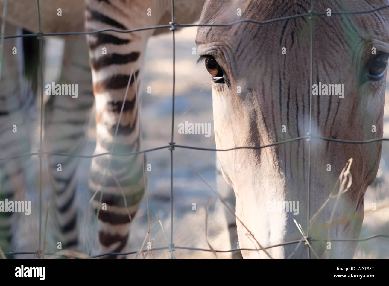 Zebra Behind Fence High Resolution Stock Photography and Images - Alamy