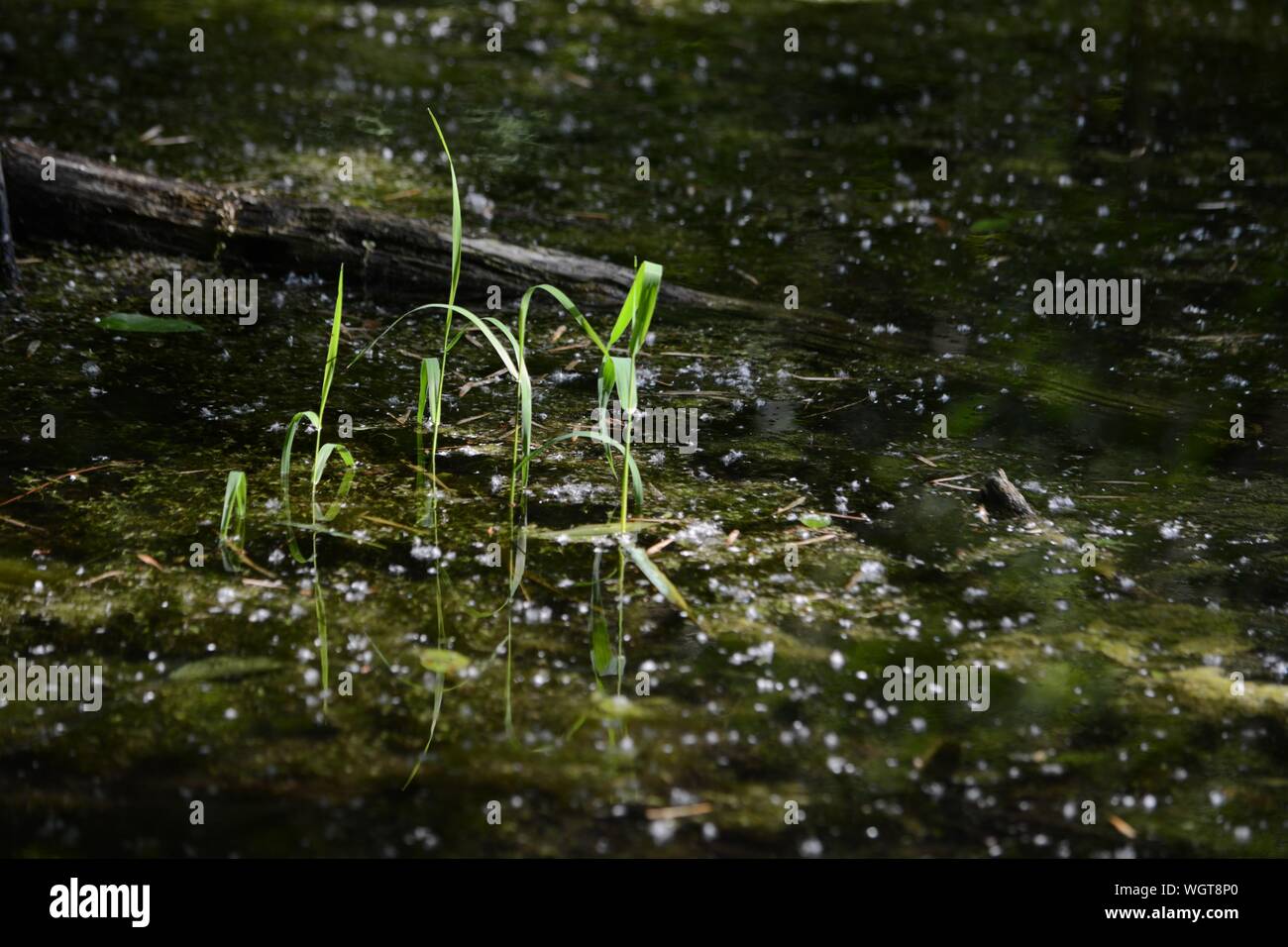 Swamp stem hi-res stock photography and images - Alamy