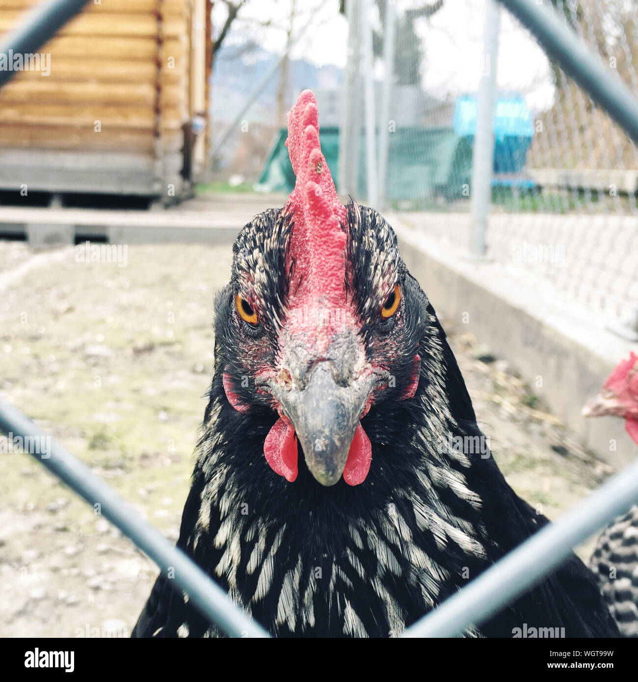 Rooster front view hi-res stock photography and images - Alamy
