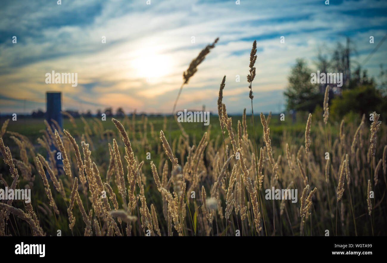 Wheat crops growing field sky cereal plant hi-res stock photography and ...