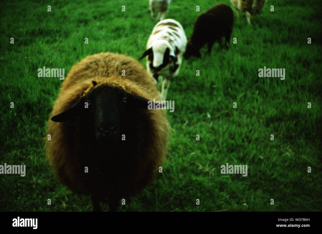 Sheep followers hi-res stock photography and images - Alamy