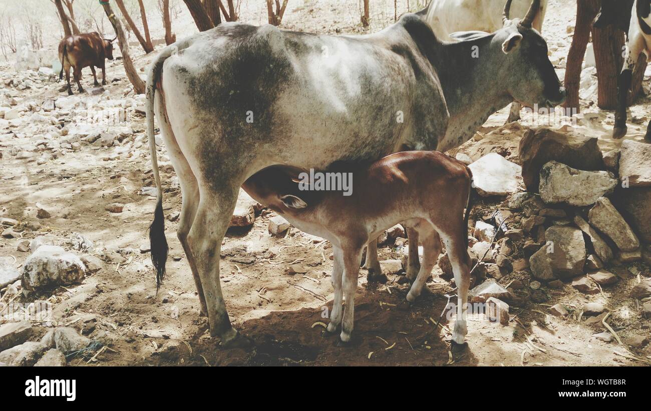 Calf Drinking Milk High Resolution Stock Photography and Images - Alamy