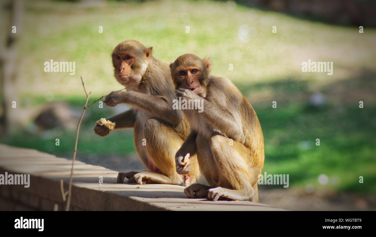 Two monkeys eating hi-res stock photography and images - Alamy