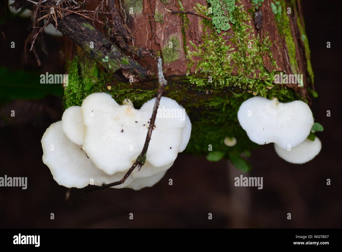 White Fungus Growing On Log High Resolution Stock Photography and ...