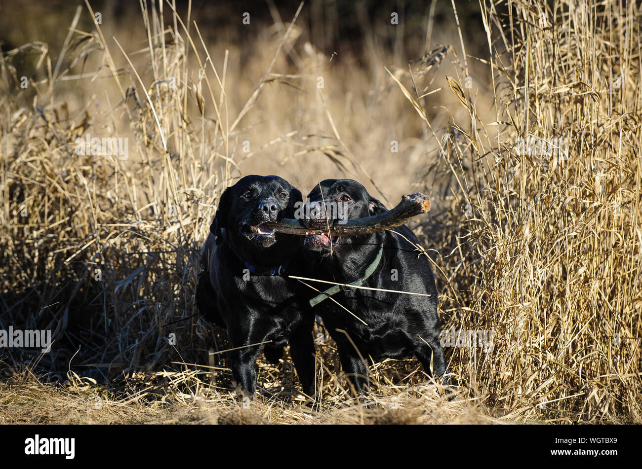 Mouth stick hi-res stock photography and images - Alamy