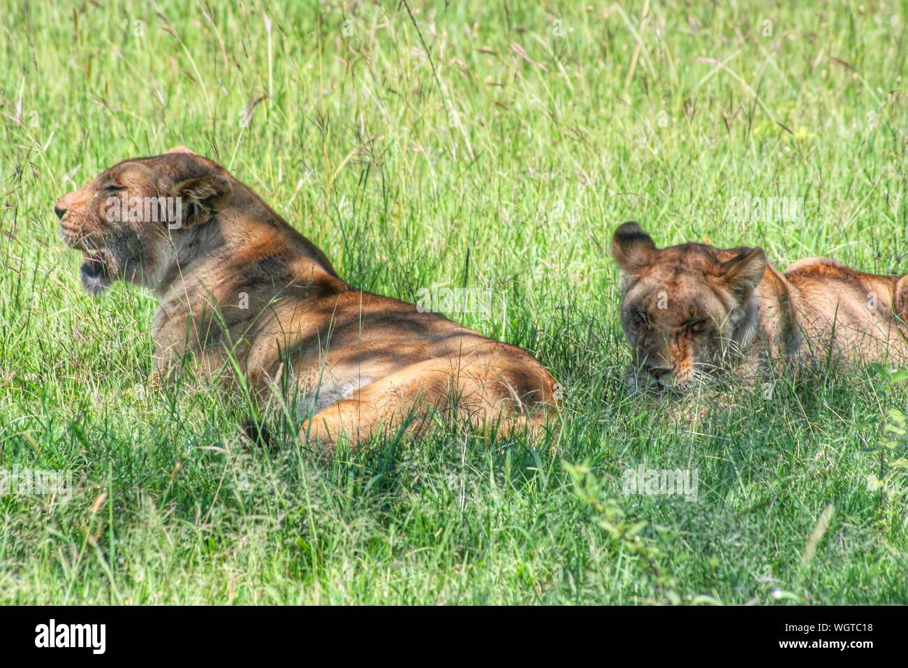 Lioness Laying Down High Resolution Stock Photography and Images - Alamy