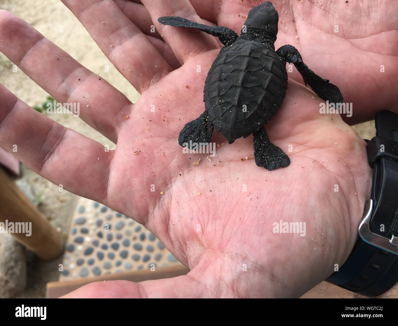 Person holding turtle hi-res stock photography and images - Alamy