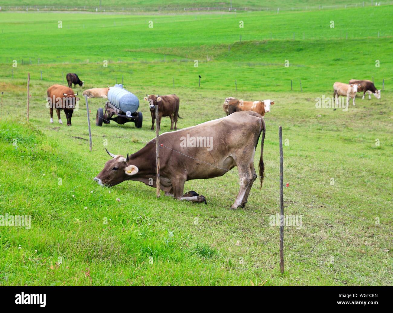 Cow eat grass hi-res stock photography and images - Alamy