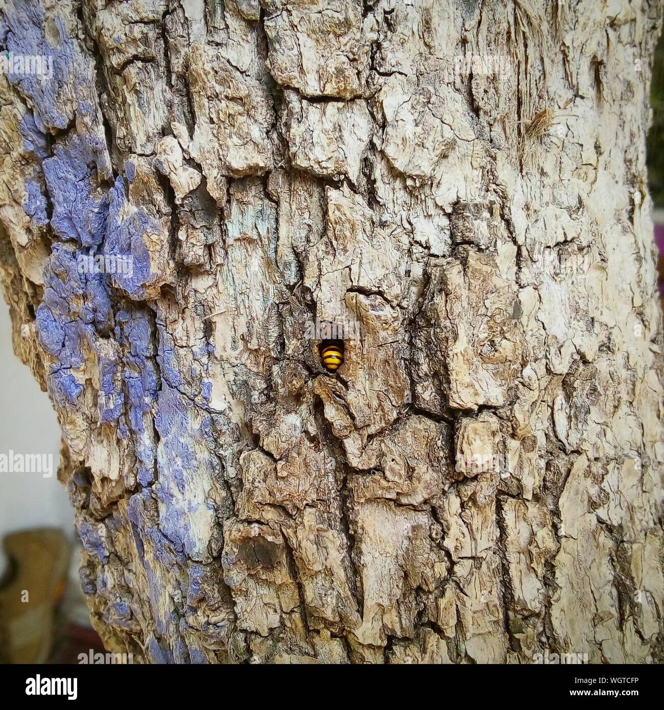 Texture of trunk hi-res stock photography and images - Alamy