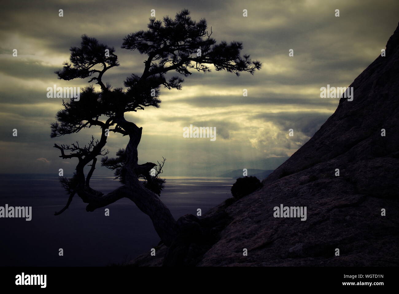 Tree cliff sea hi-res stock photography and images - Alamy