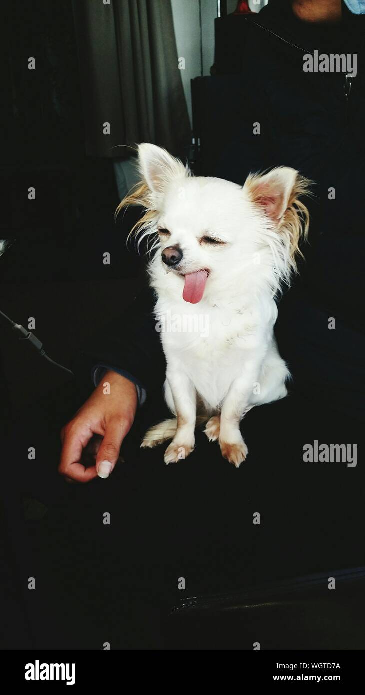 Sitting With Dog On Lap High Resolution Stock Photography and Images ...