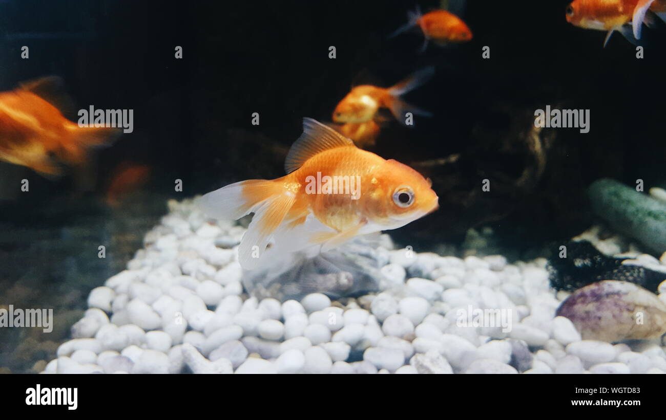 Five Goldfish High Resolution Stock Photography and Images - Alamy