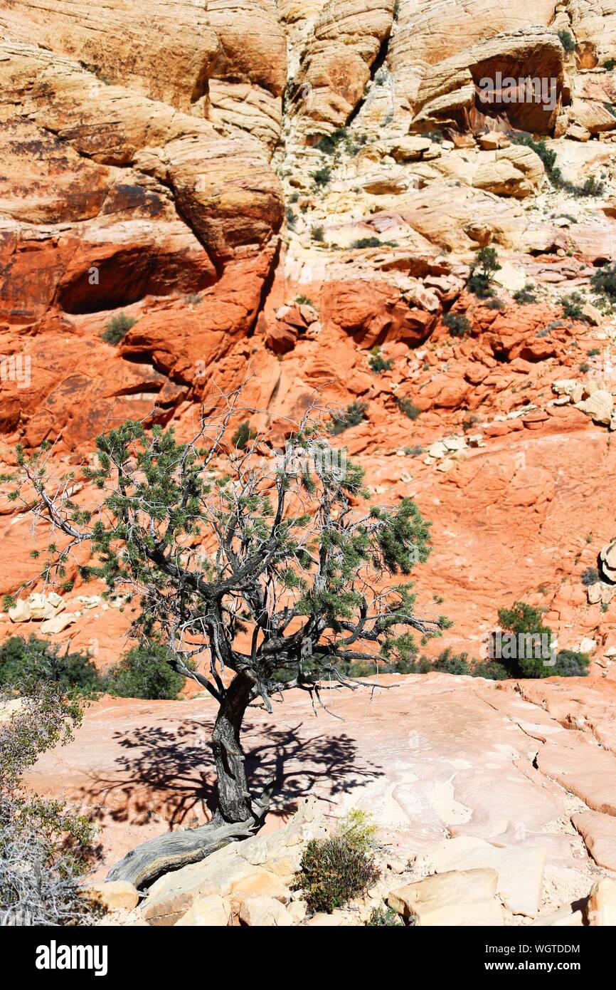 Tree In Desert Stock Photo - Alamy