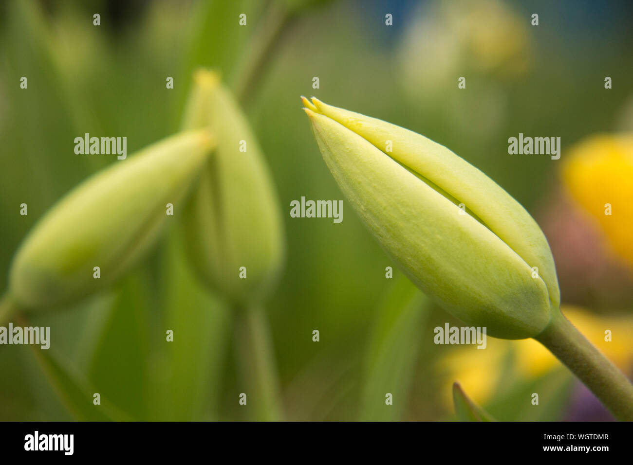 Tulip Buds High Resolution Stock Photography and Images - Alamy