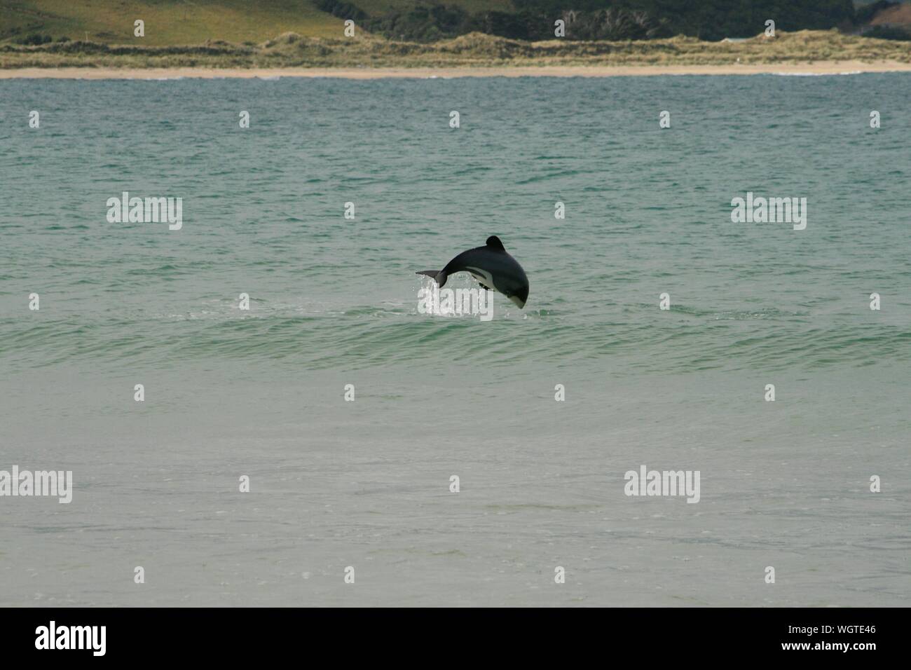 Fish jumping hi-res stock photography and images - Alamy