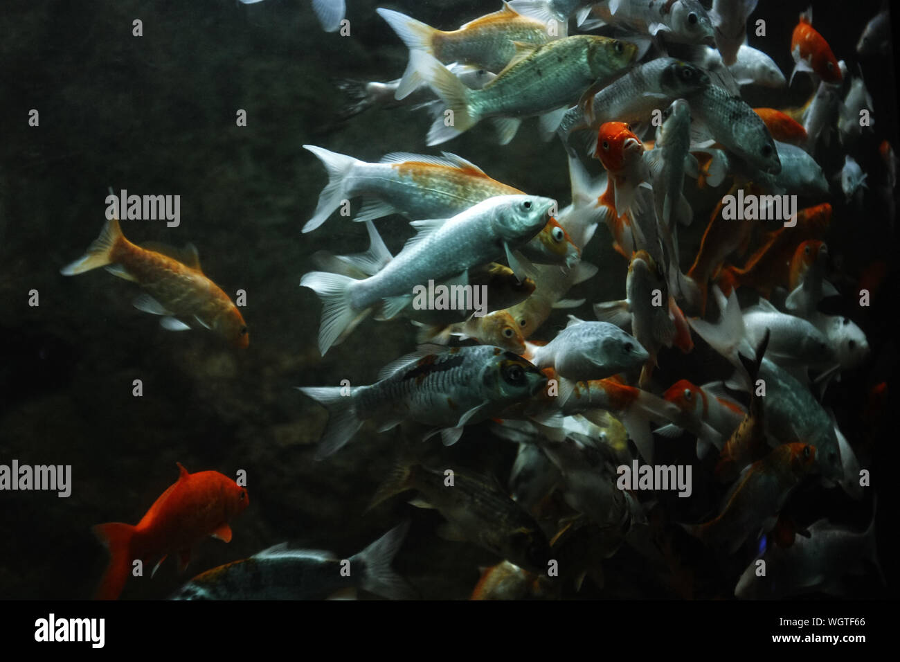Manila Ocean Park High Resolution Stock Photography and Images - Alamy