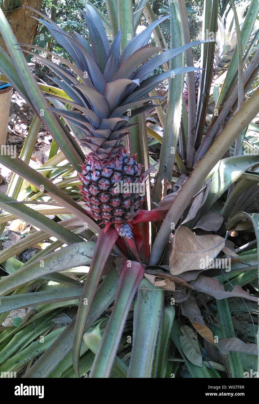 Pineapple Tree Stock Photos & Pineapple Tree Stock Images - Alamy