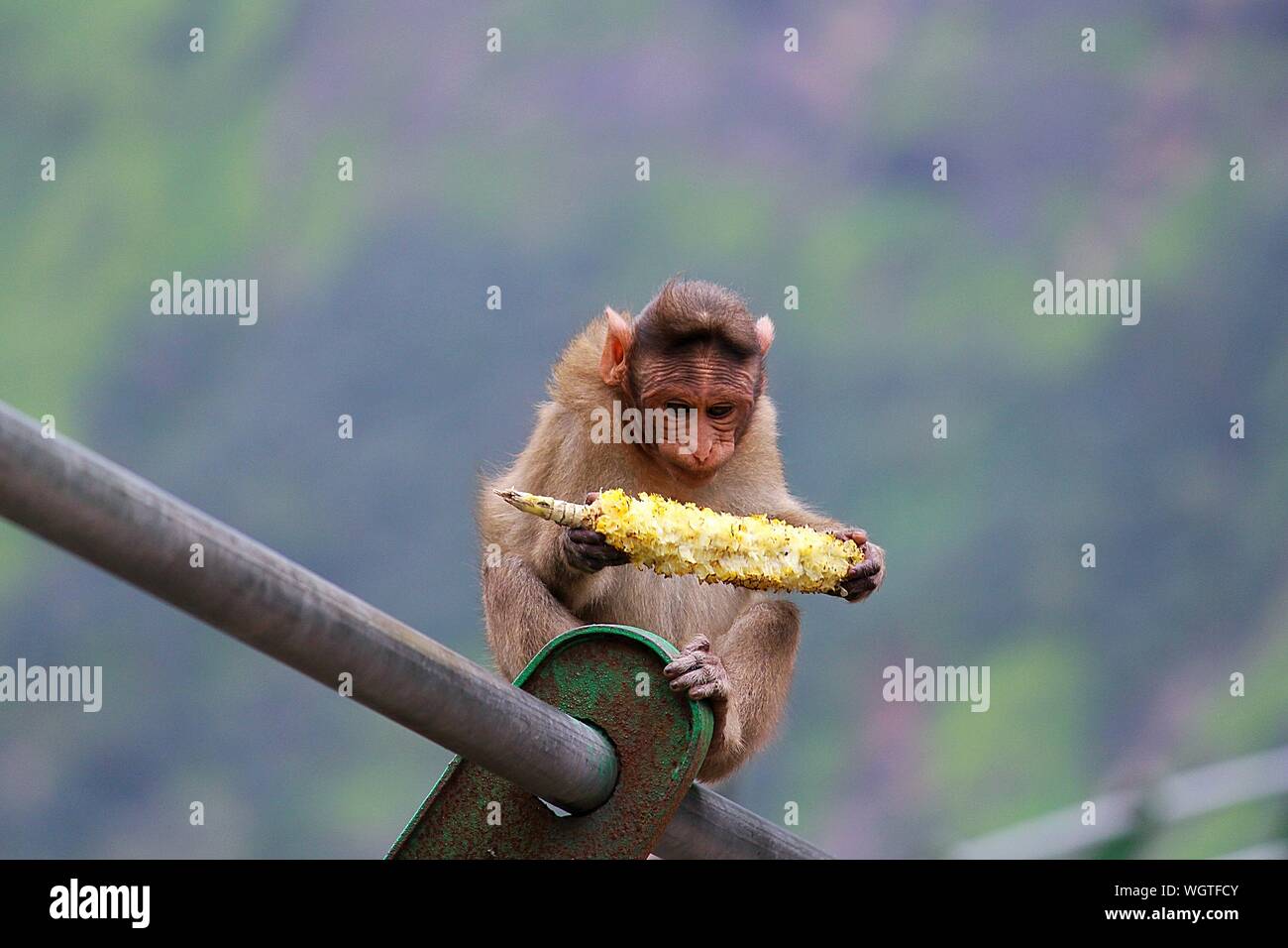 Monkey eating corn hi-res stock photography and images - Alamy