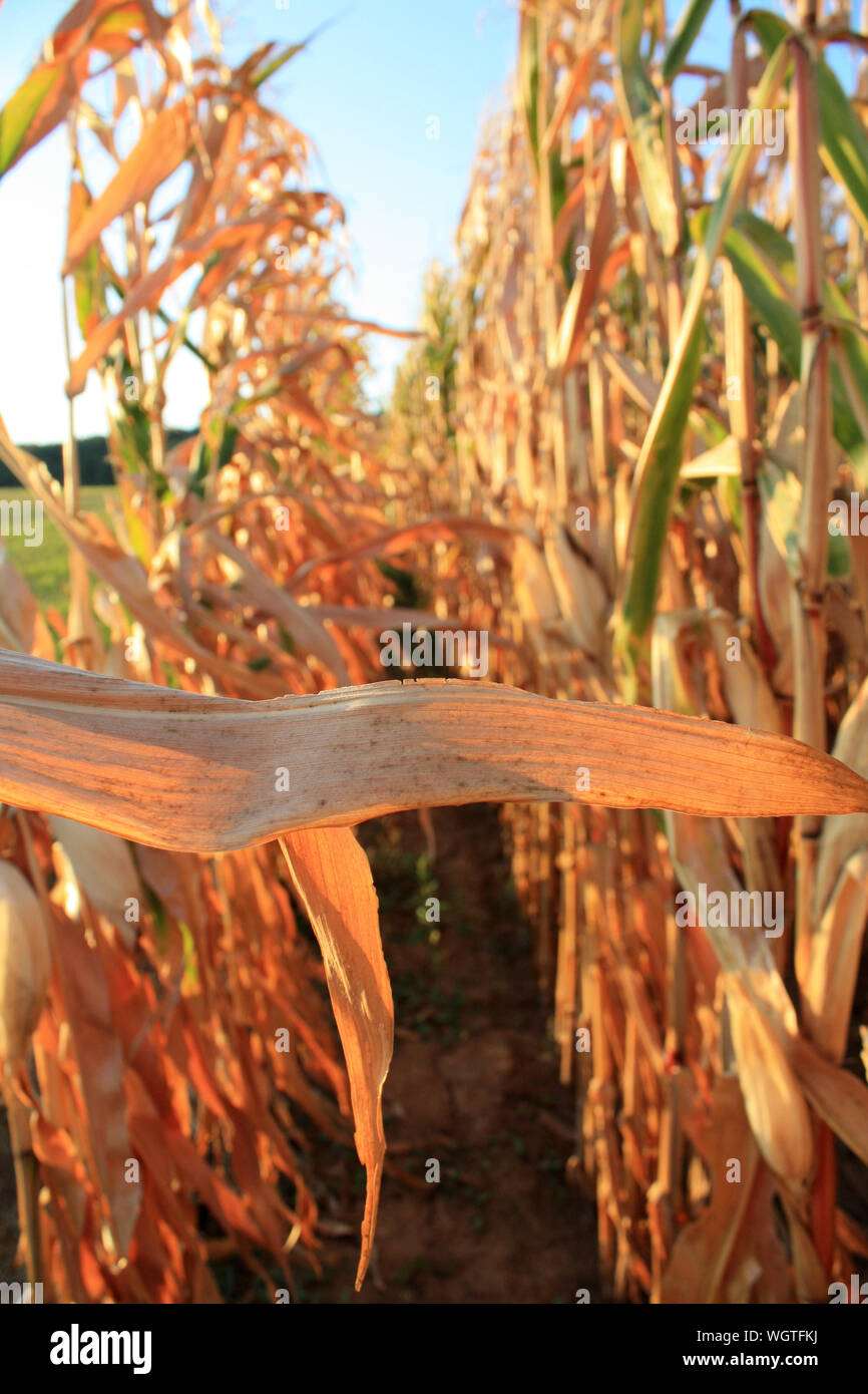Dry corn hi-res stock photography and images - Alamy