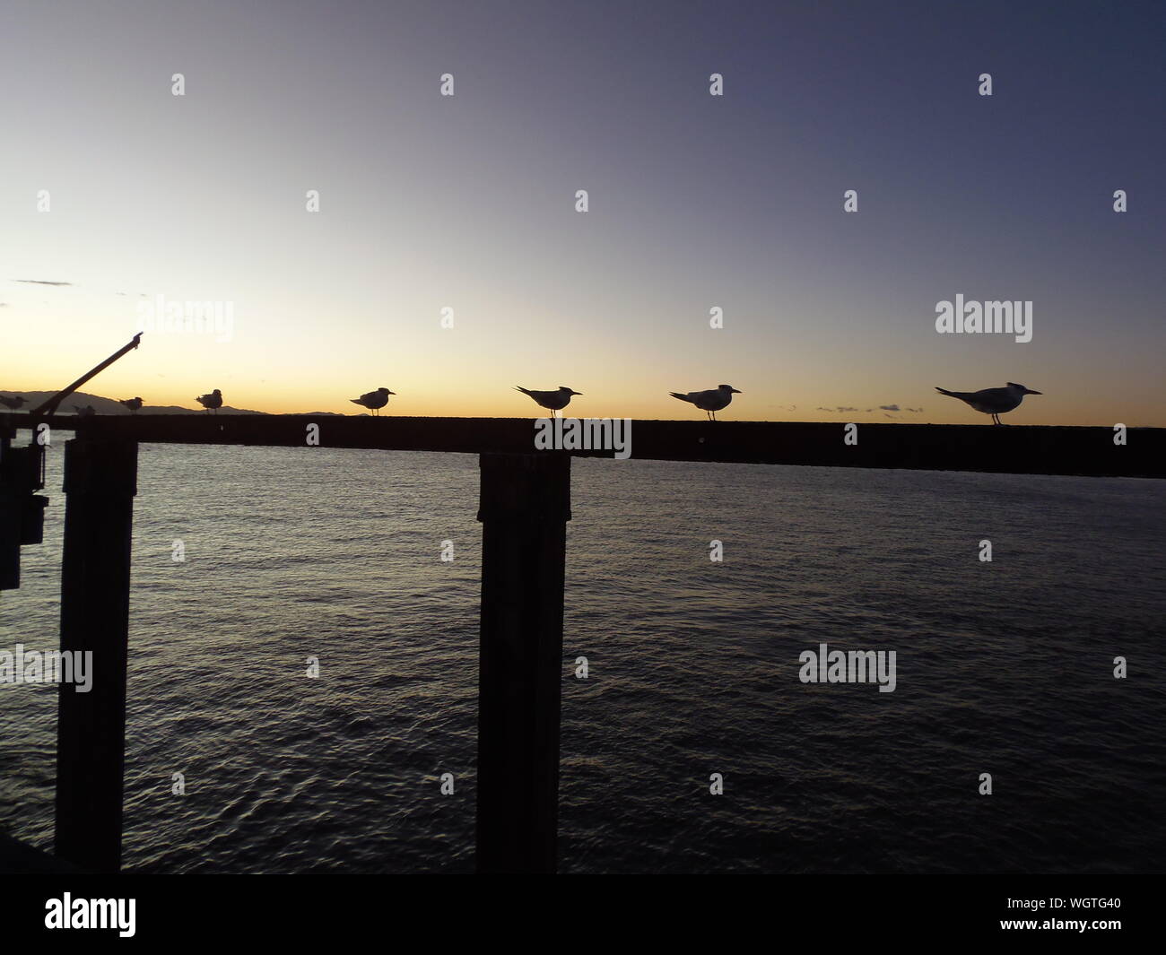 Silhouette seagulls hi-res stock photography and images - Alamy